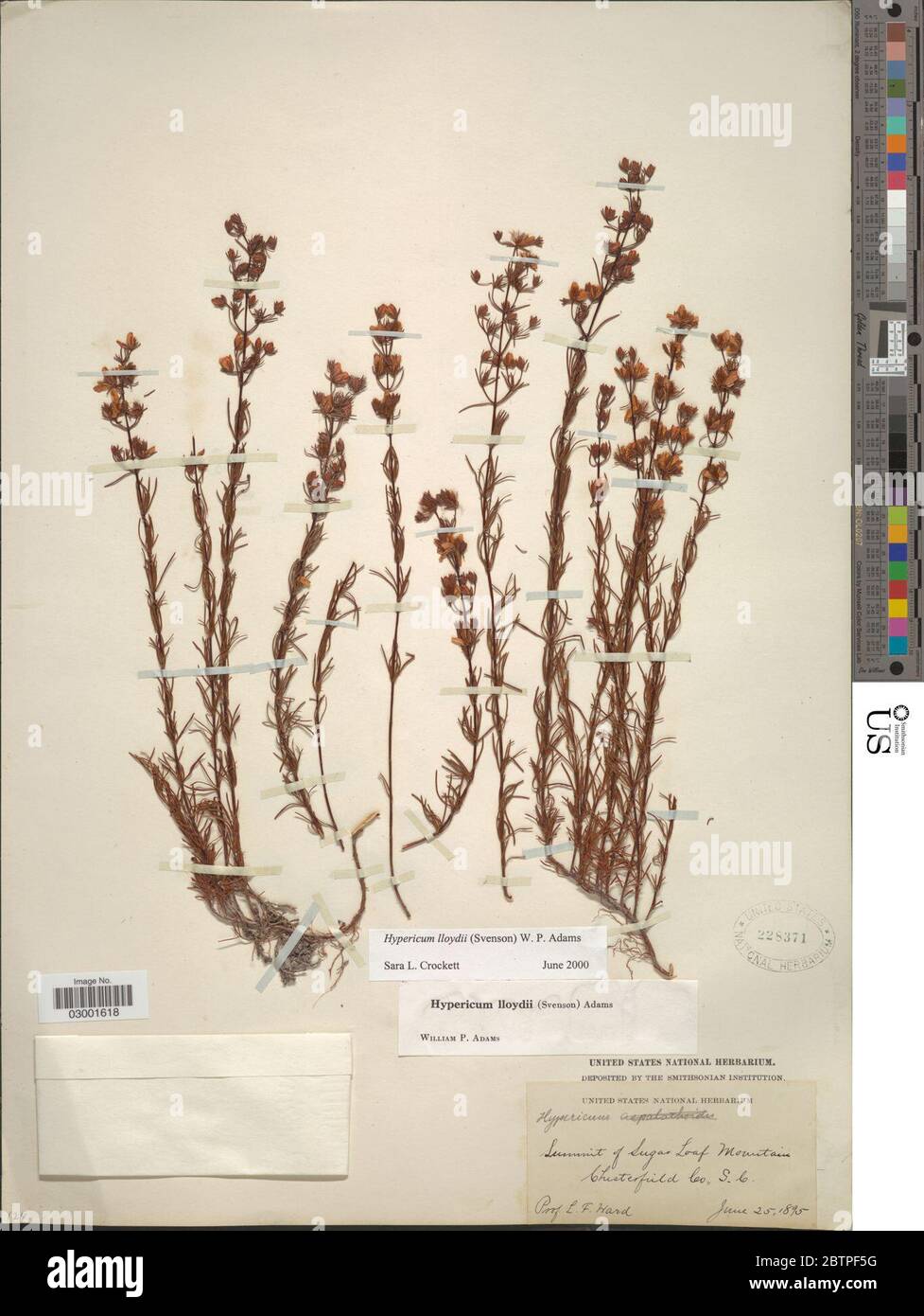 Hypericum lloydii Svenson WP Adams Stock Photo - Alamy