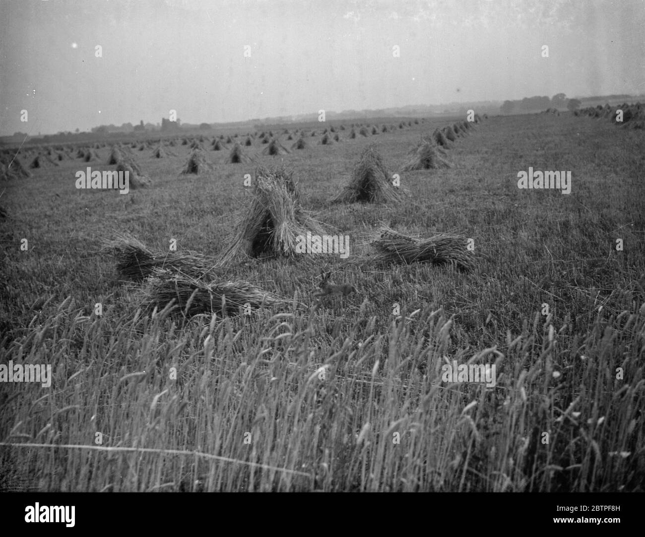 Corn crops field Black and White Stock Photos & Images - Alamy