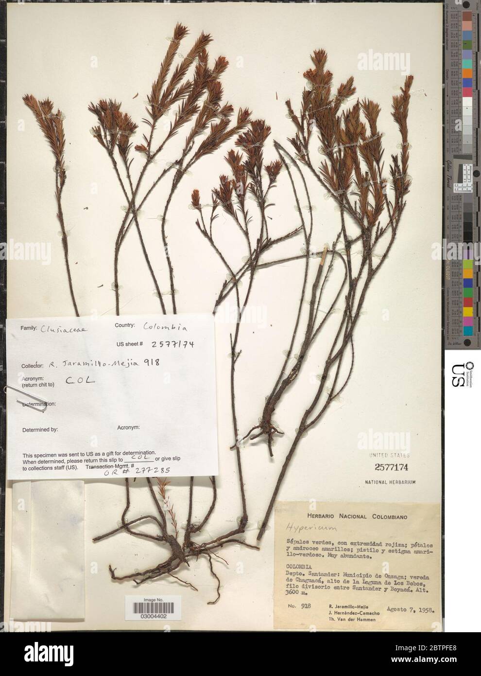 Hypericum sp hi-res stock photography and images - Alamy