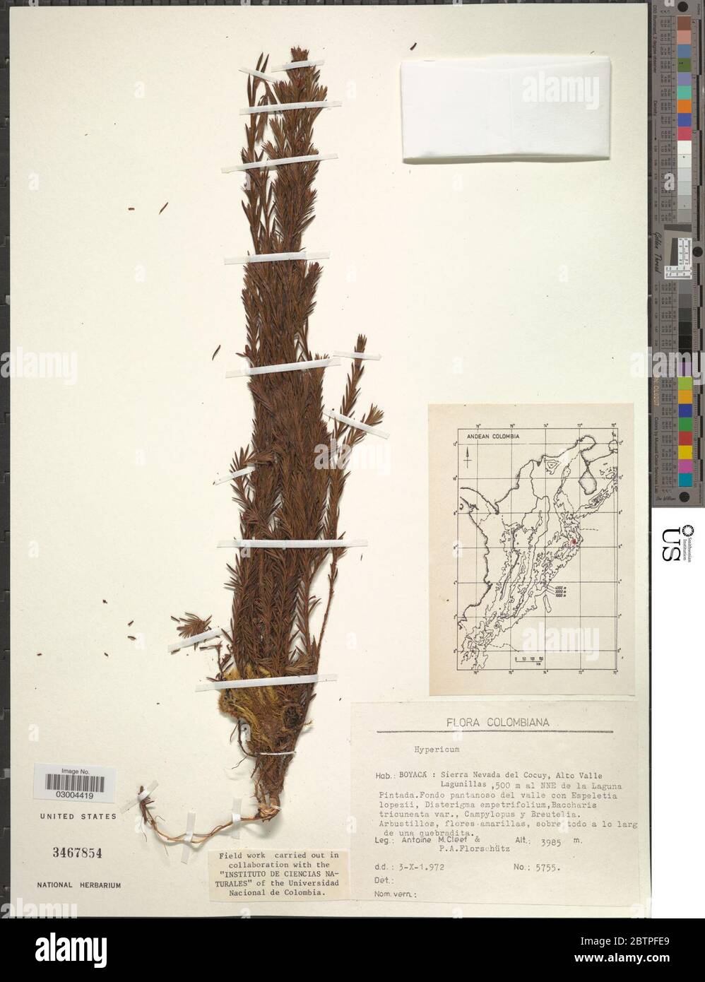 Hypericum sp hi-res stock photography and images - Alamy