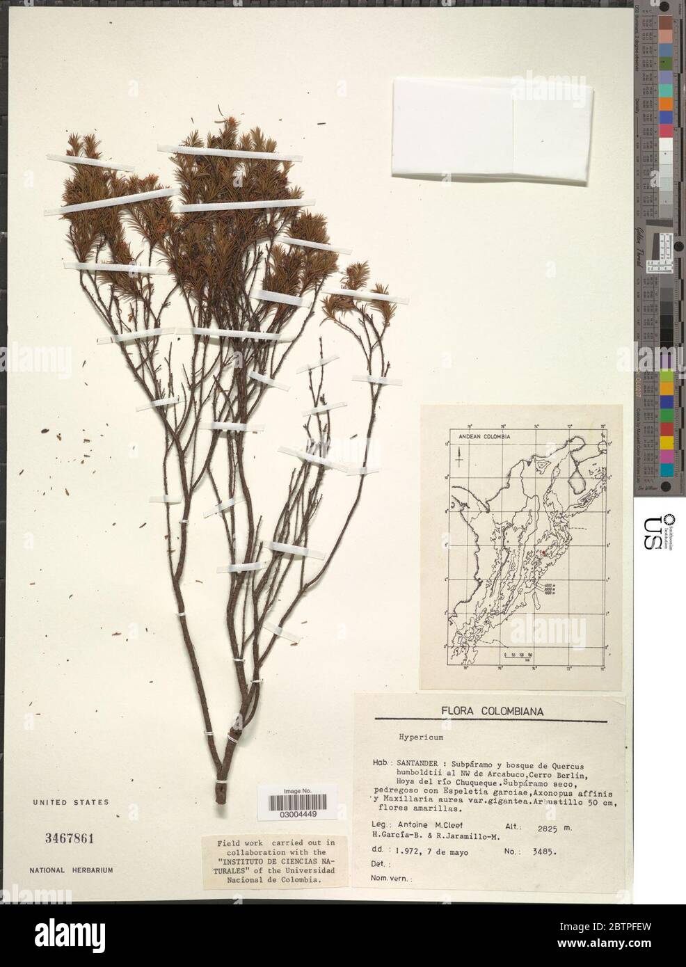 Hypericum sp hi-res stock photography and images - Alamy