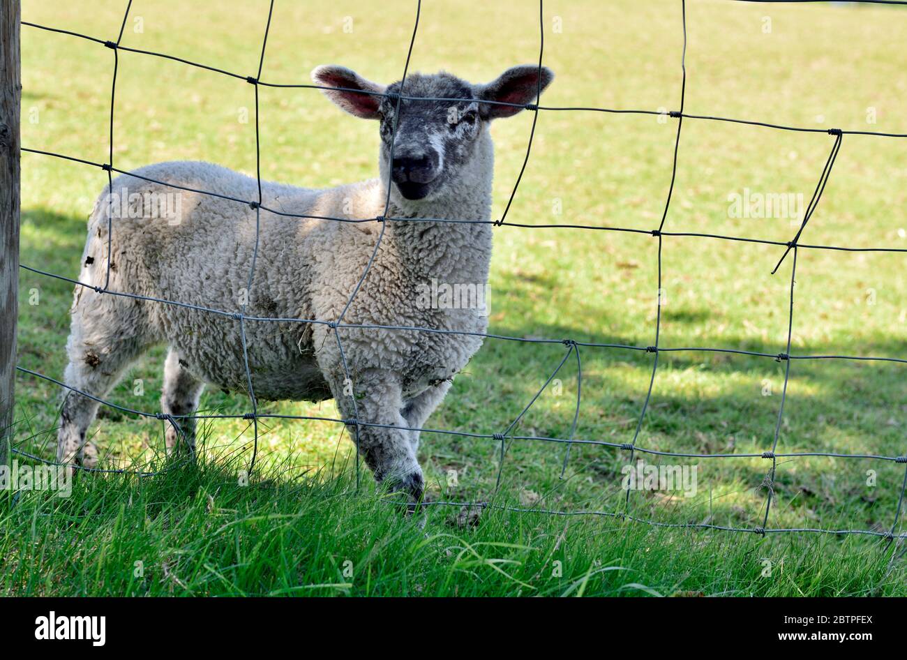 Animal wire fence hi-res stock photography and images - Alamy