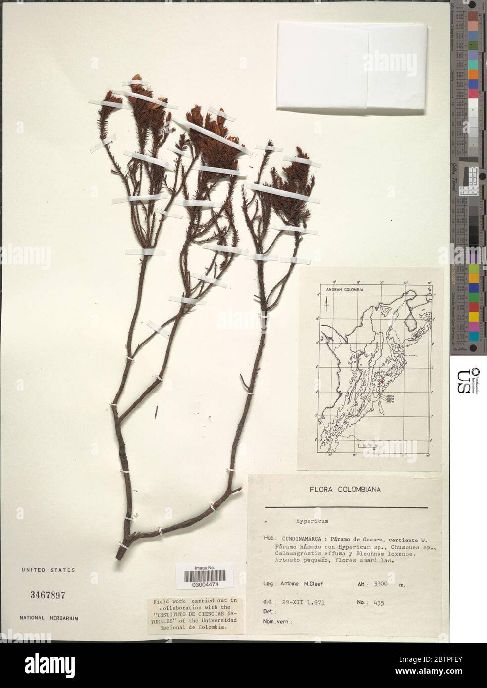 Hypericum sp hi-res stock photography and images - Alamy