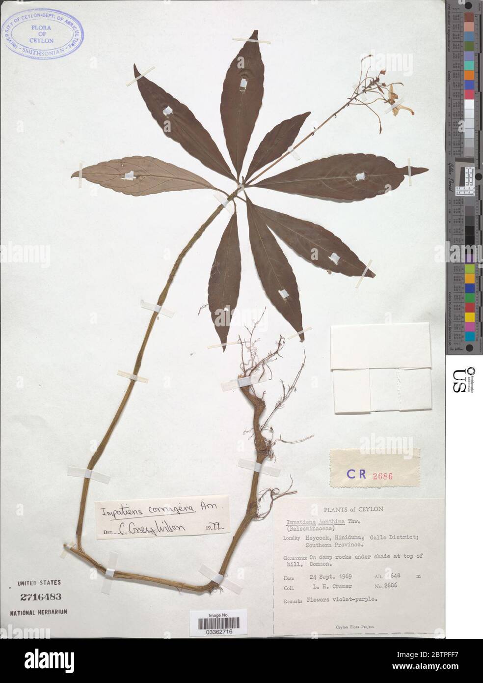 Cornigera hi-res stock photography and images - Alamy