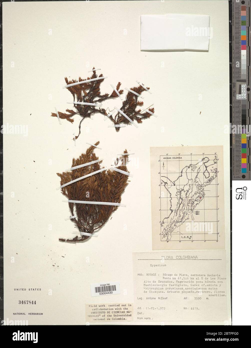 Hypericum sp hi-res stock photography and images - Alamy