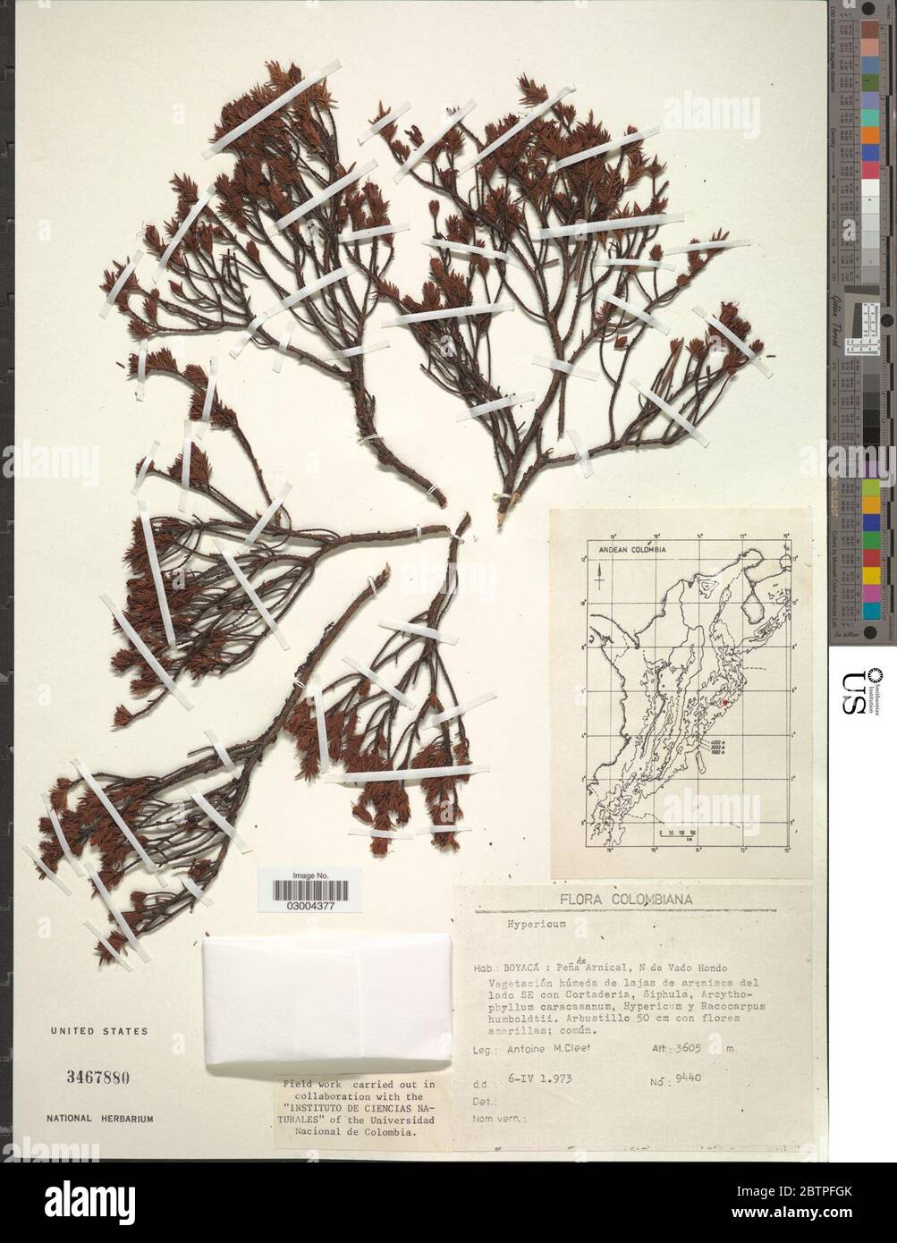 Hypericum sp hi-res stock photography and images - Alamy