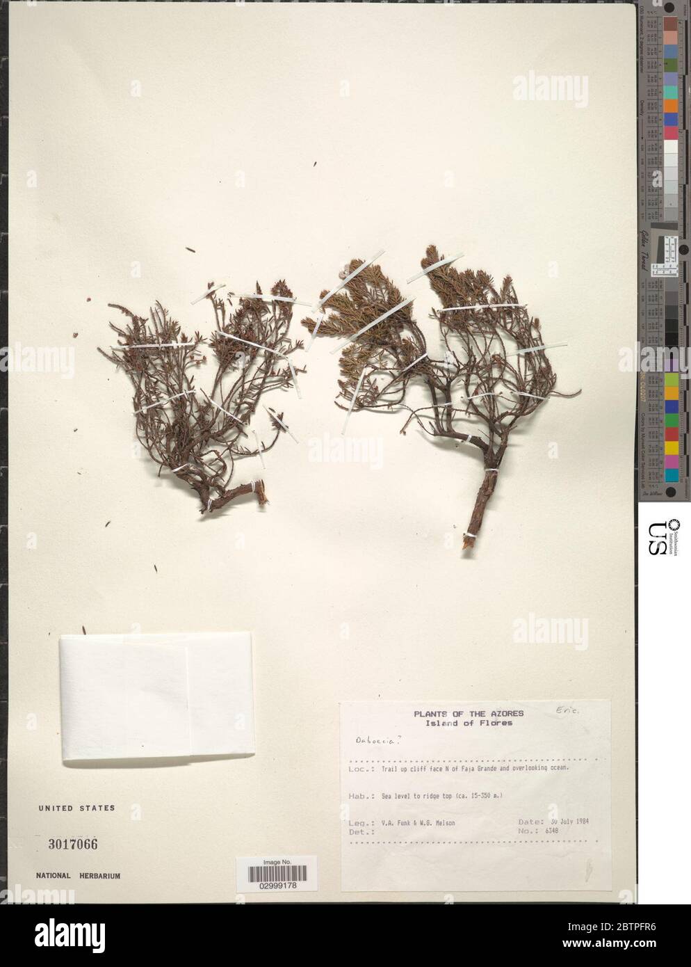 Species scientific classification hi-res stock photography and images ...