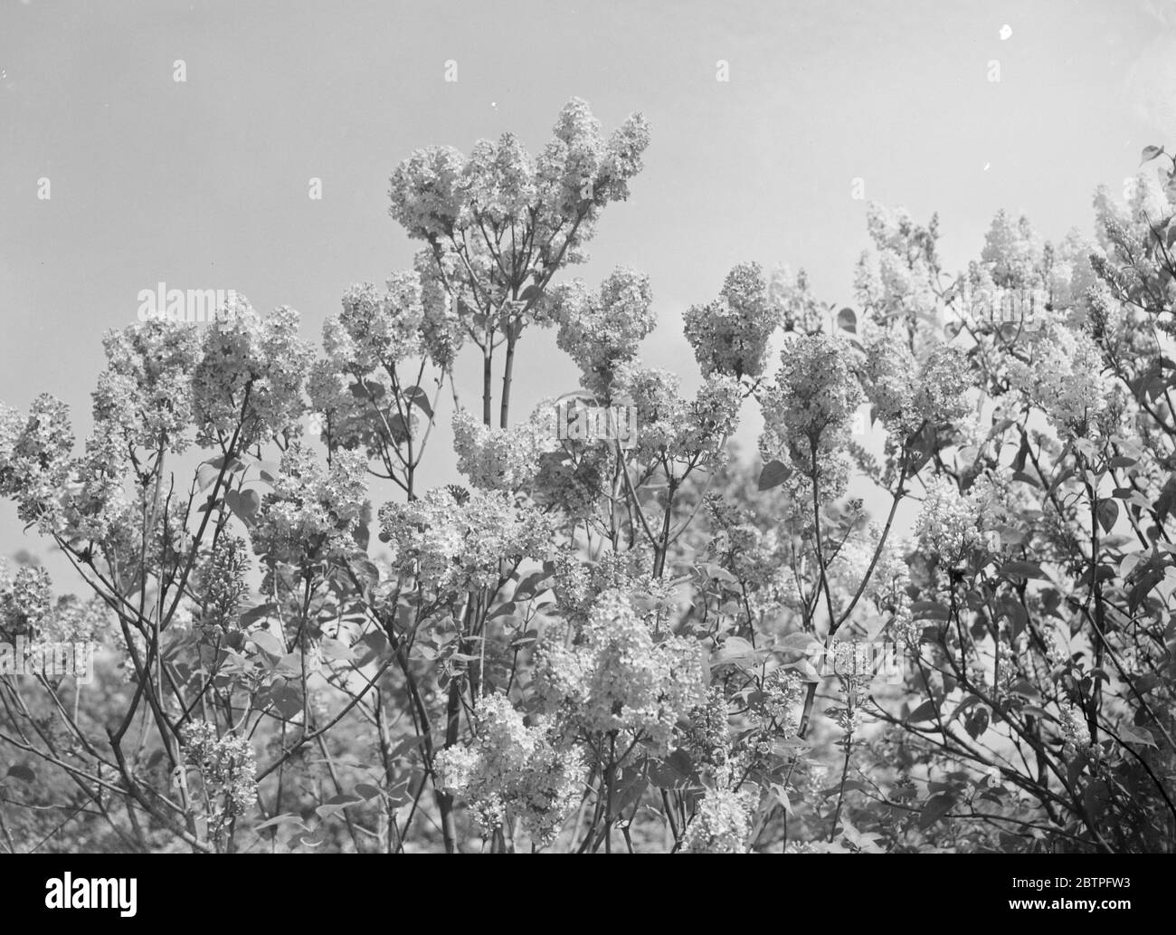 The lilac tree Black and White Stock Photos & Images - Alamy