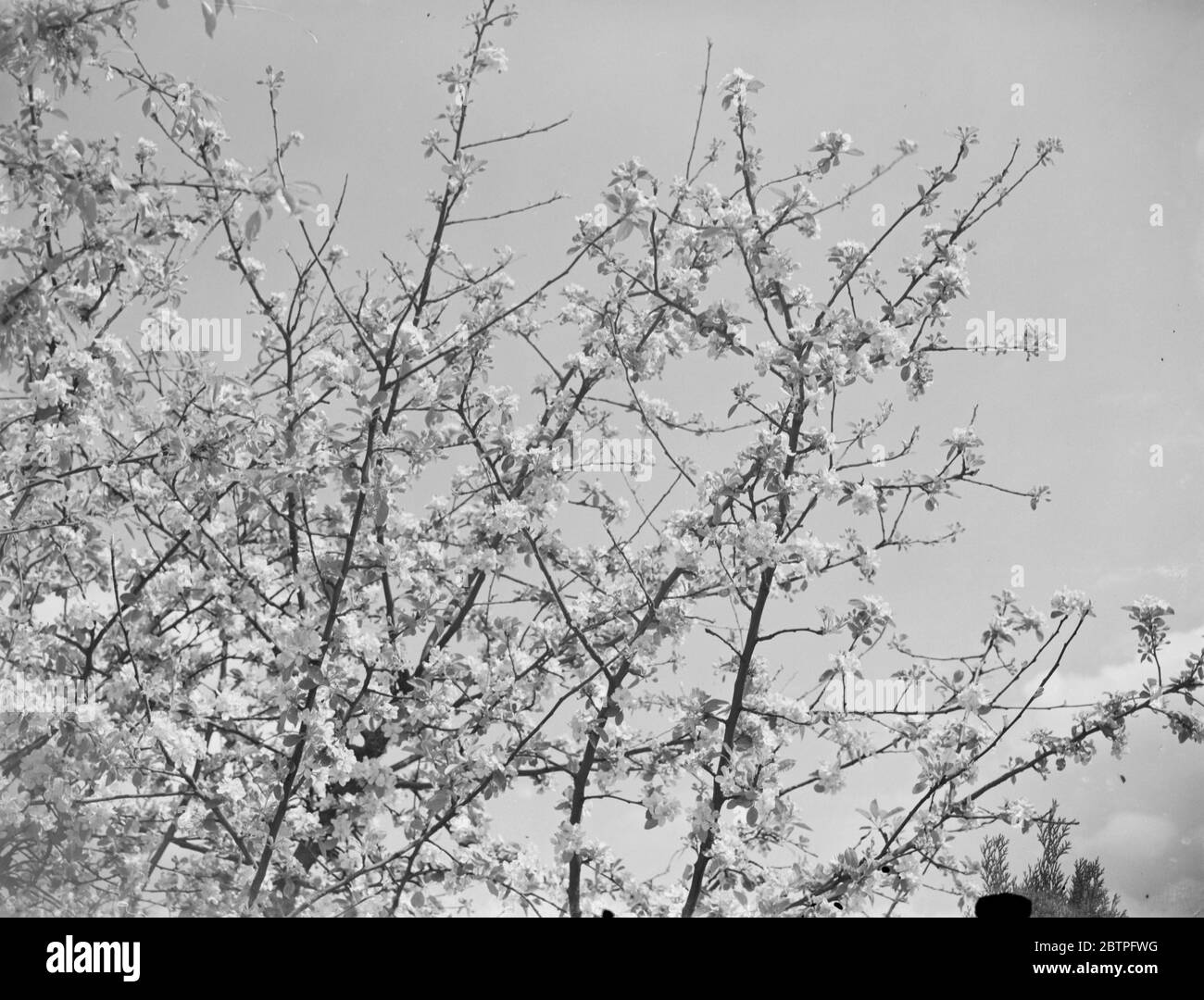 Spring trees apple tree Black and White Stock Photos & Images - Alamy