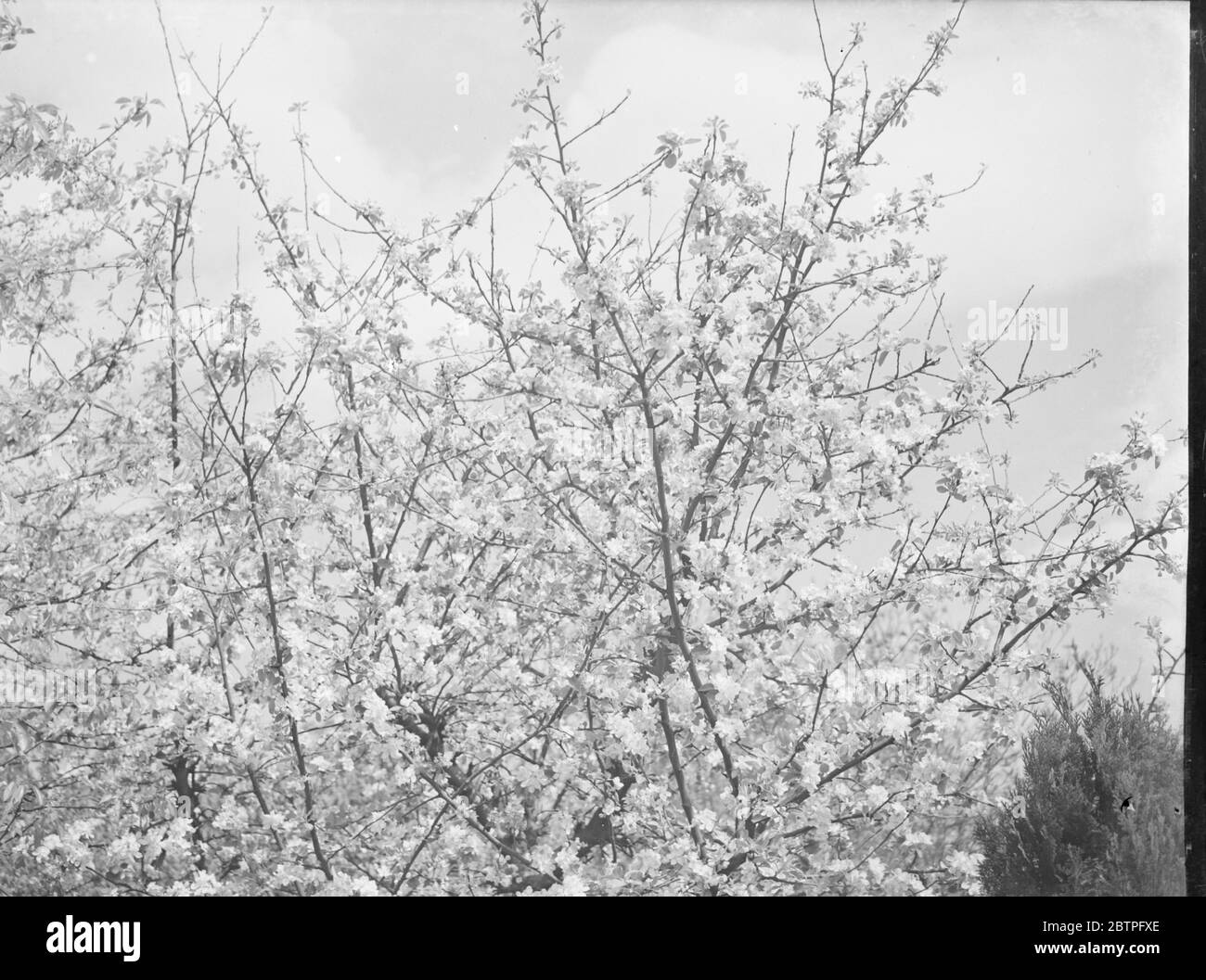 1930s black and white apple Black and White Stock Photos & Images - Alamy