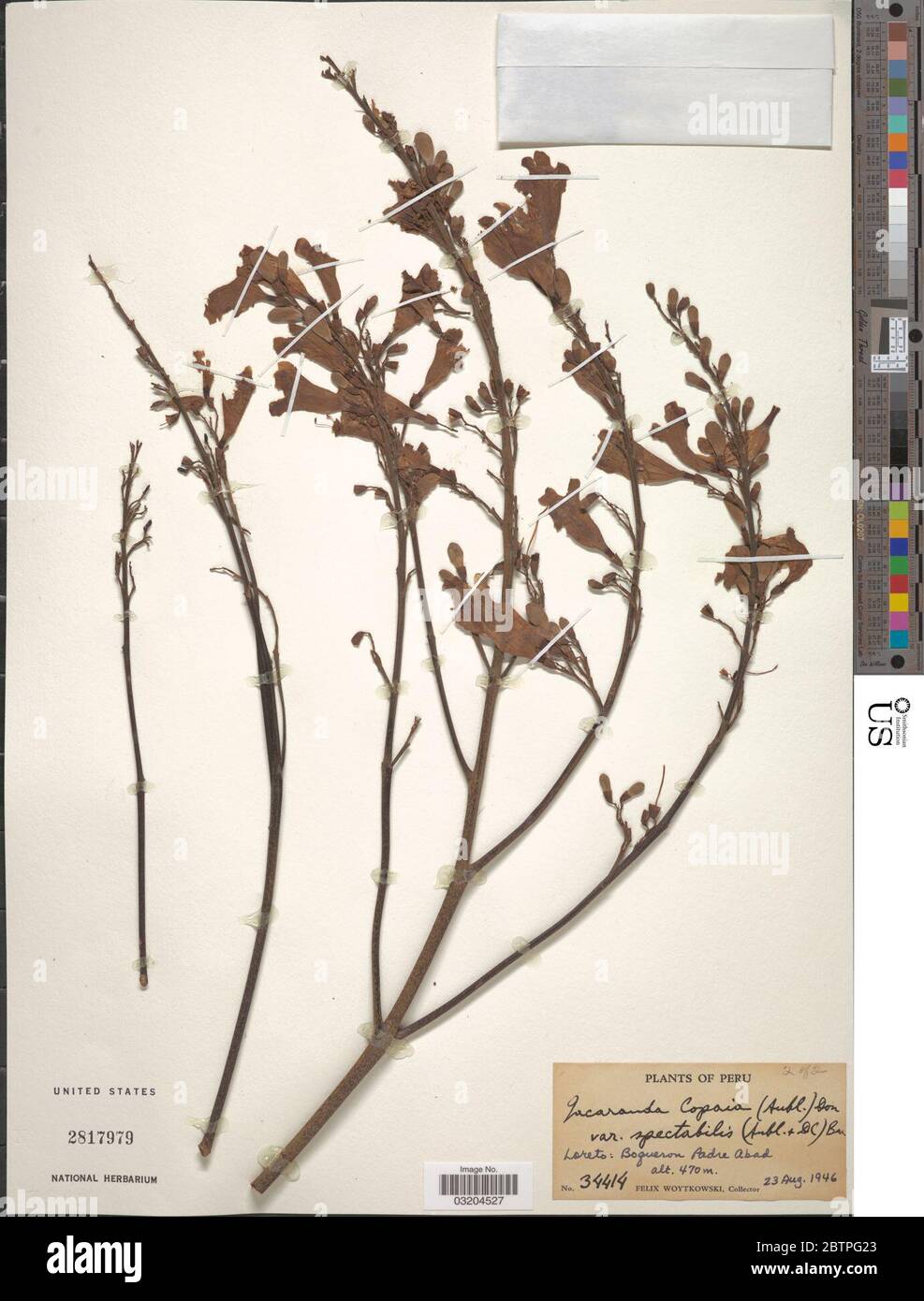 Jacaranda copaia Aubl D Don Stock Photo - Alamy