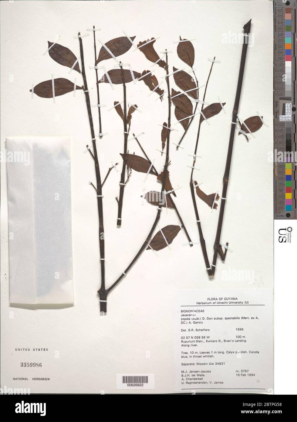 Jacaranda copaia subsp spectabilis Mart ex DC AH Gentry Stock Photo - Alamy