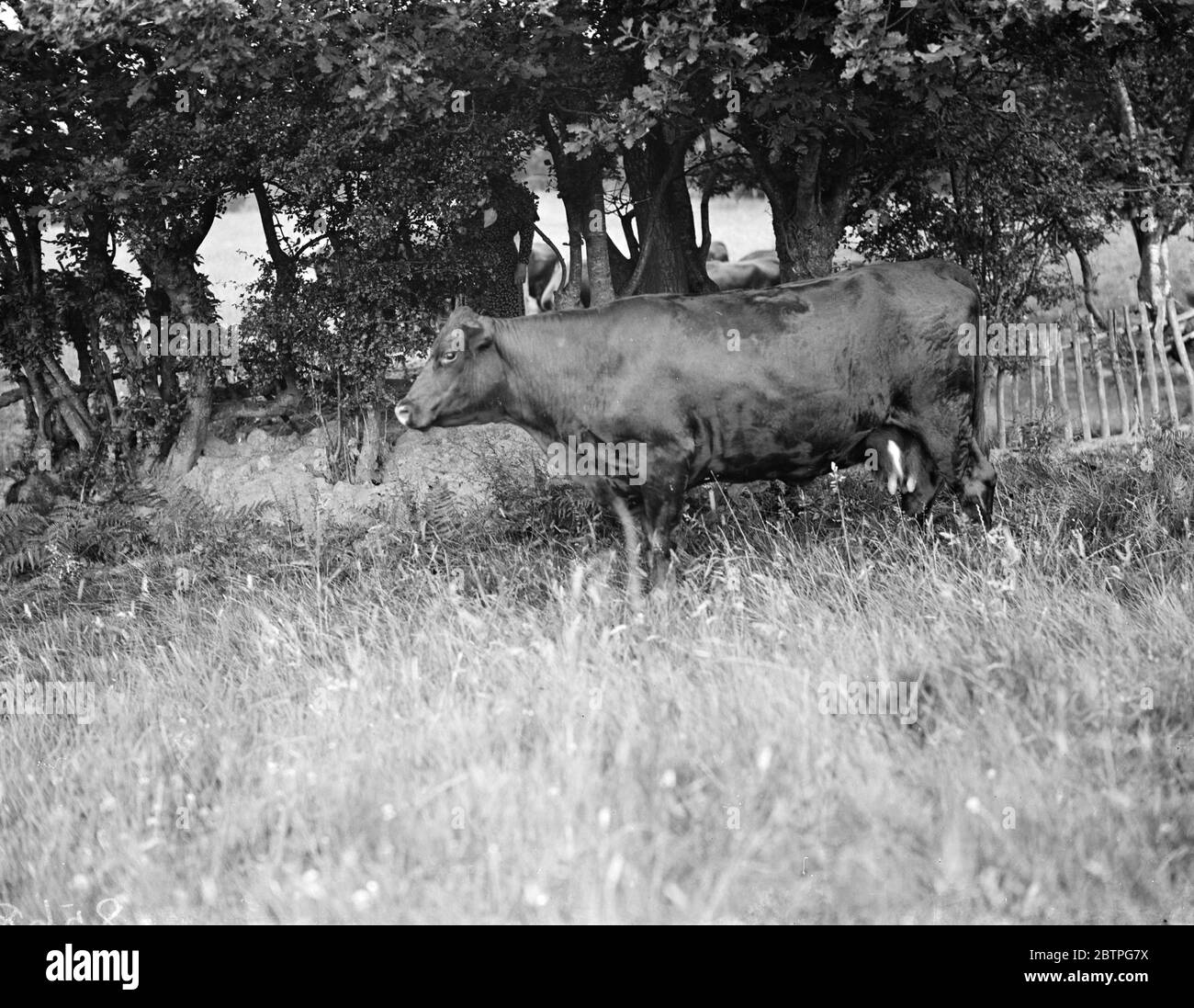 Prize cow hi-res stock photography and images - Alamy