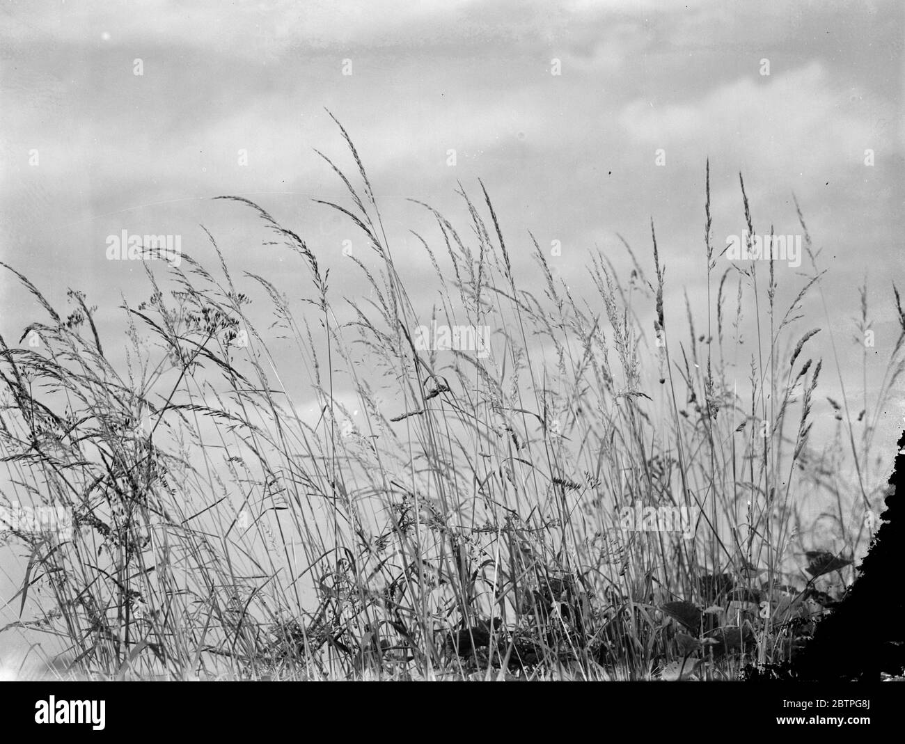 Hay making historic hi-res stock photography and images - Alamy