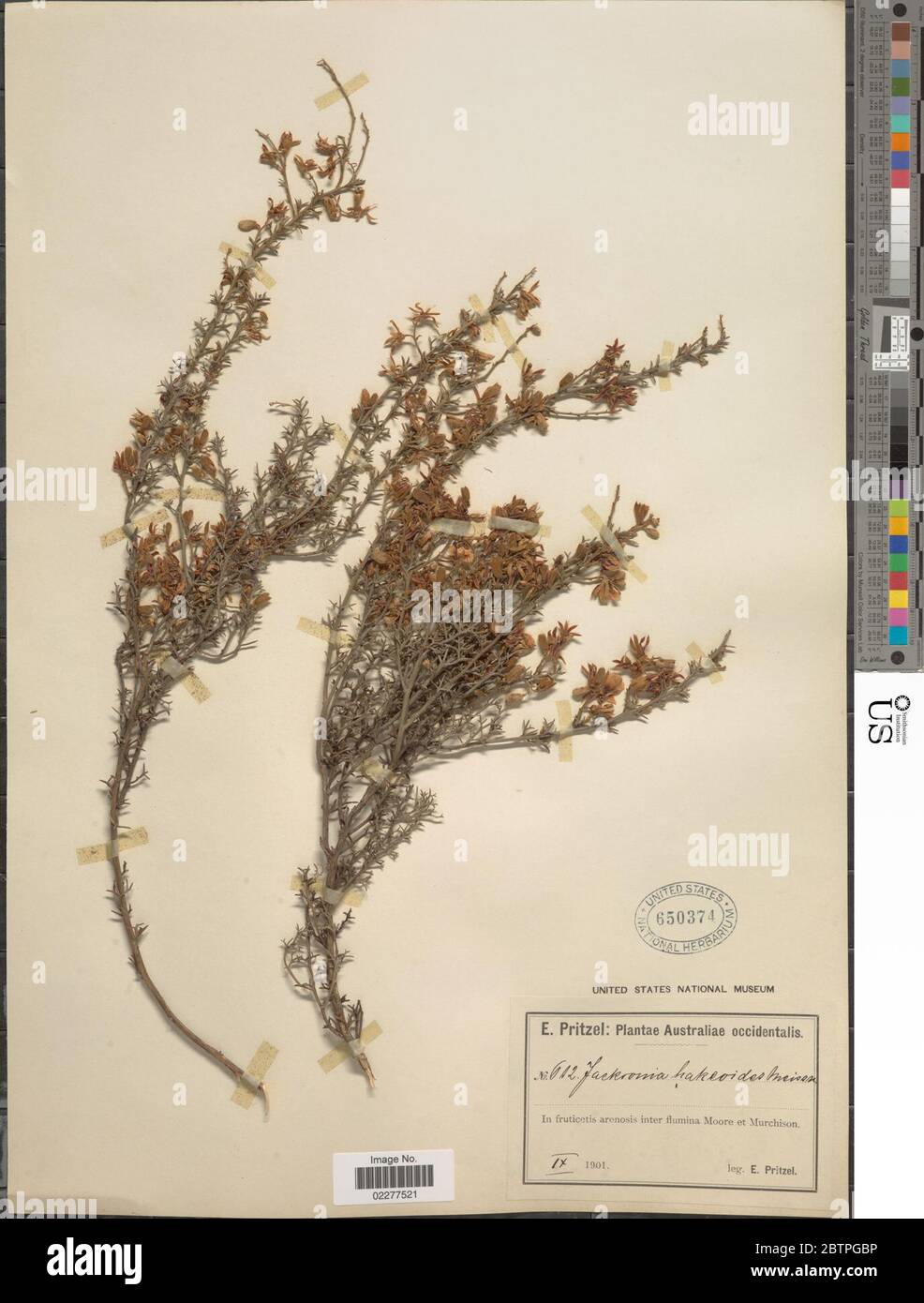 Hakeoides hi-res stock photography and images - Alamy