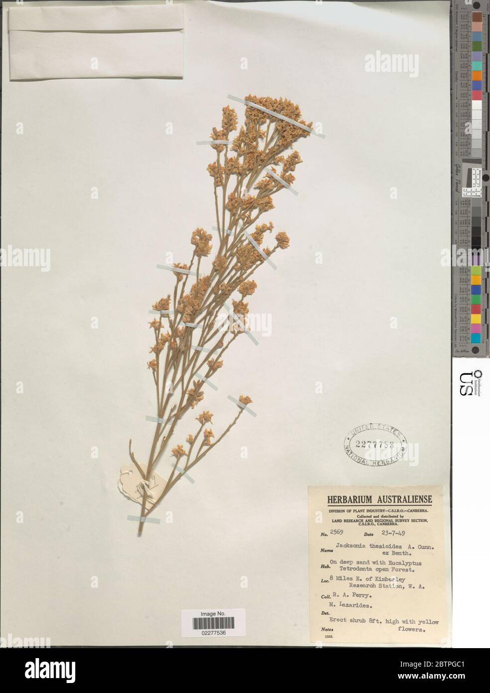 Jacksonia thesioides Benth Stock Photo - Alamy