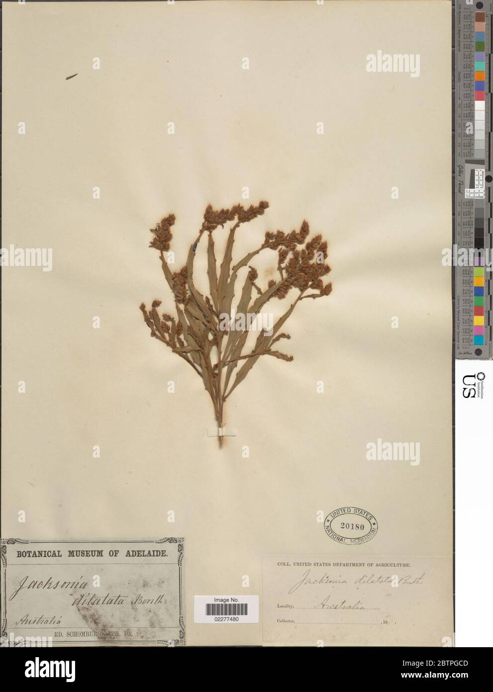 Jacksonia dilatata Benth Stock Photo - Alamy