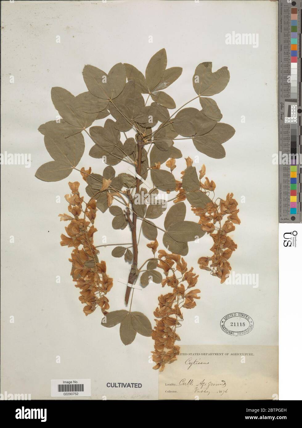 Laburnum laburnum sp hi-res stock photography and images - Alamy