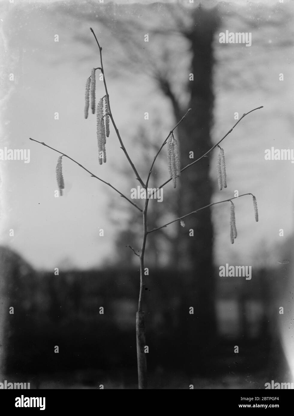 Catkin tree Black and White Stock Photos & Images - Alamy