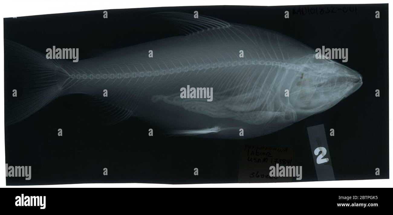 Latior hi-res stock photography and images - Alamy