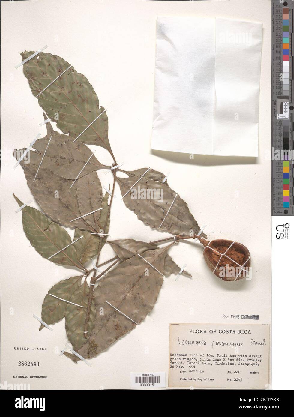 Lacunaria panamensis Standl Standl Stock Photo - Alamy