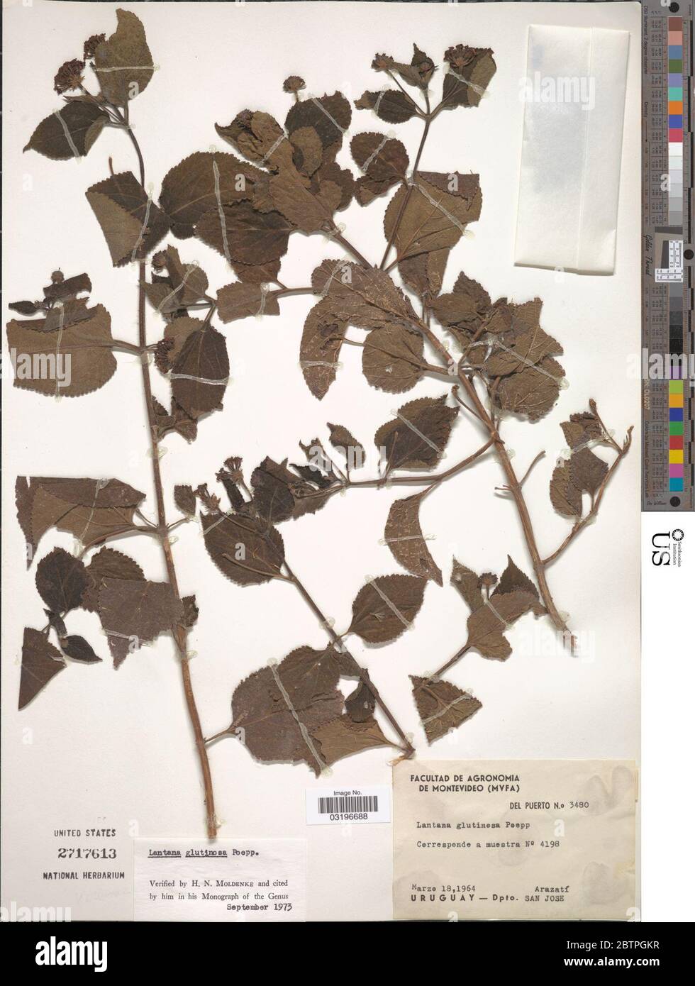 Lantana glutinosa Poepp Stock Photo - Alamy