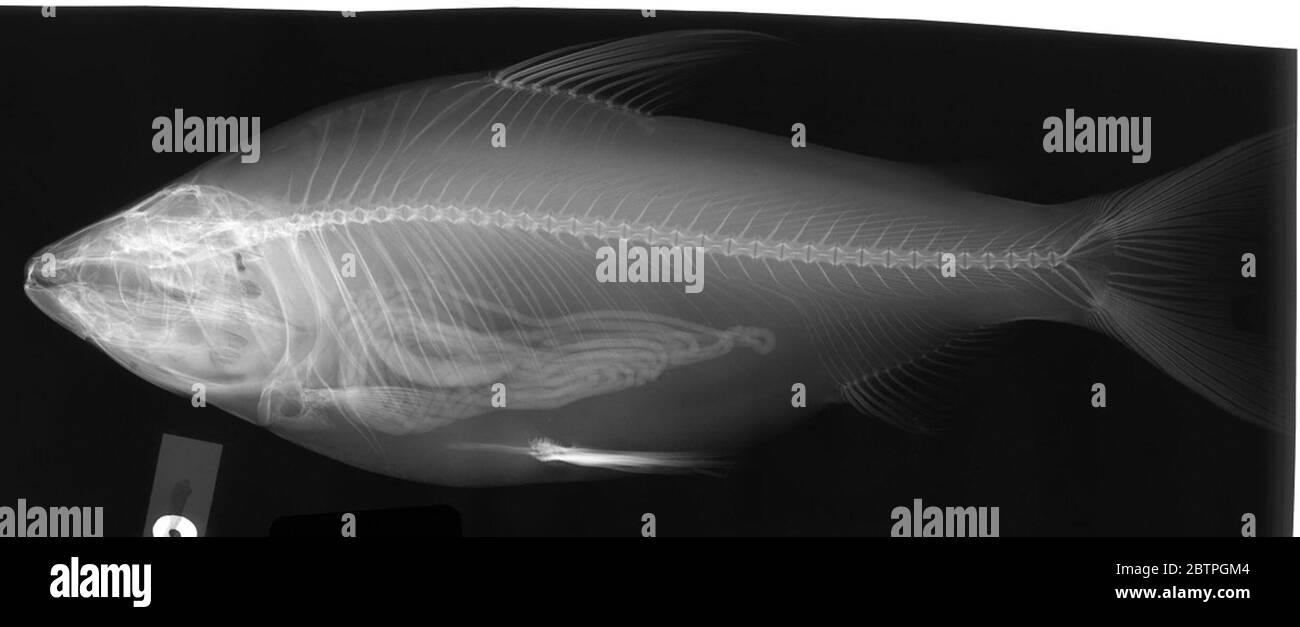 Latior hi-res stock photography and images - Alamy