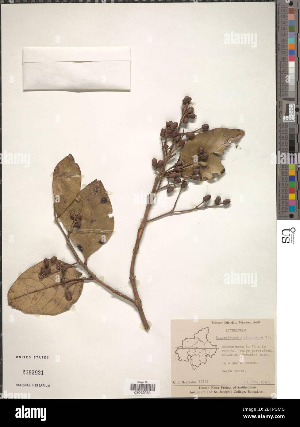 Lagerstroemia microcarpa Wight Stock Photo - Alamy