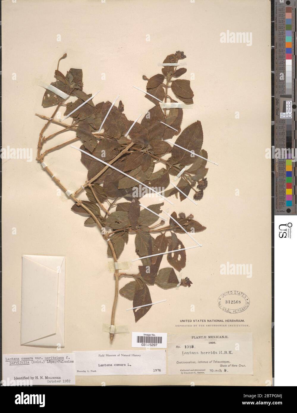 Lantana camara var hi-res stock photography and images - Alamy