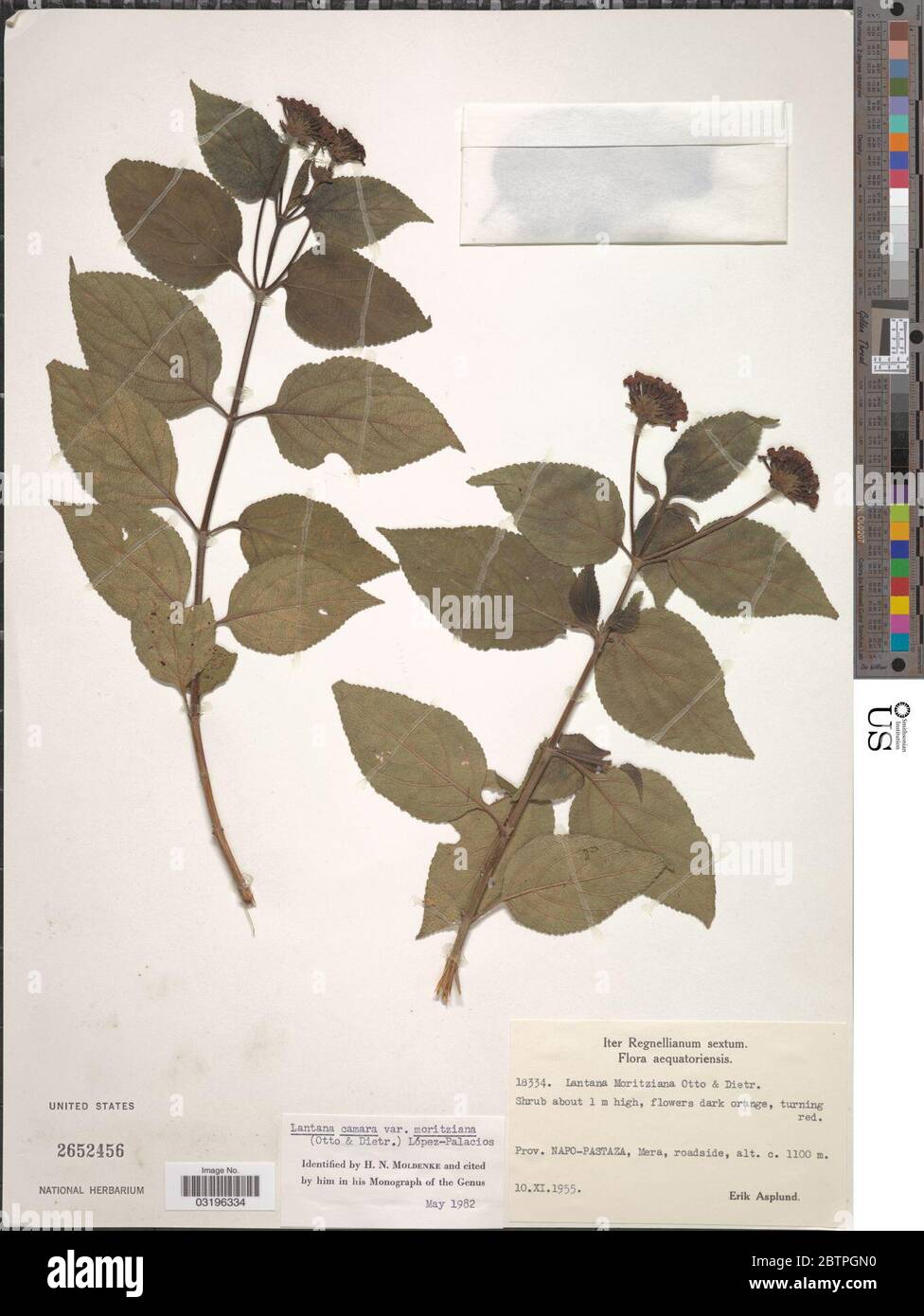 Lantana camara var hi-res stock photography and images - Alamy