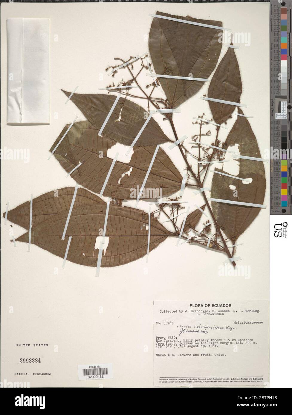 Leandra aristigera Naudin Cogn Stock Photo - Alamy