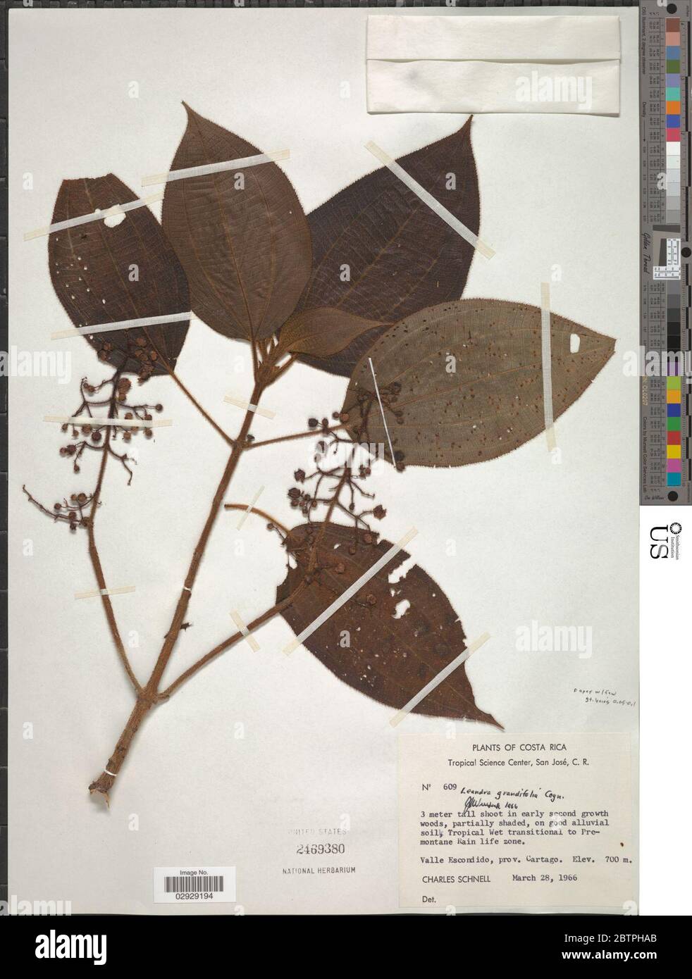 Leandra grandifolia Cogn Stock Photo - Alamy