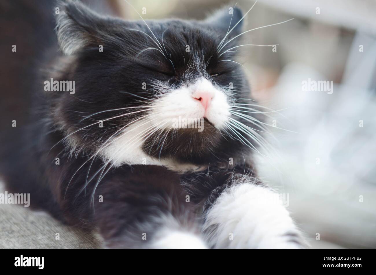 Cat arching its back hi-res stock photography and images - Alamy