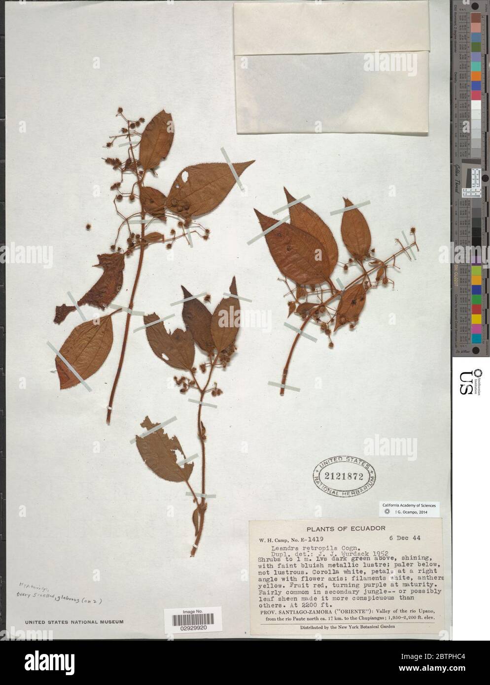 Leandra retropila Cogn Stock Photo - Alamy