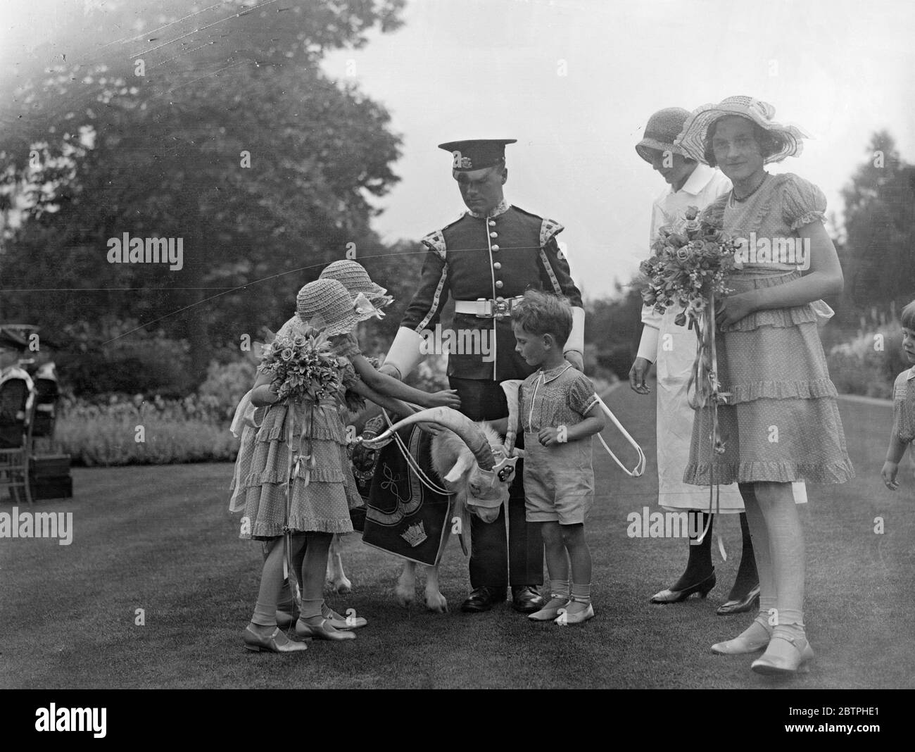 Goat as wedding guest . The pet mascot goat of the 1st Battalion Welsh ...