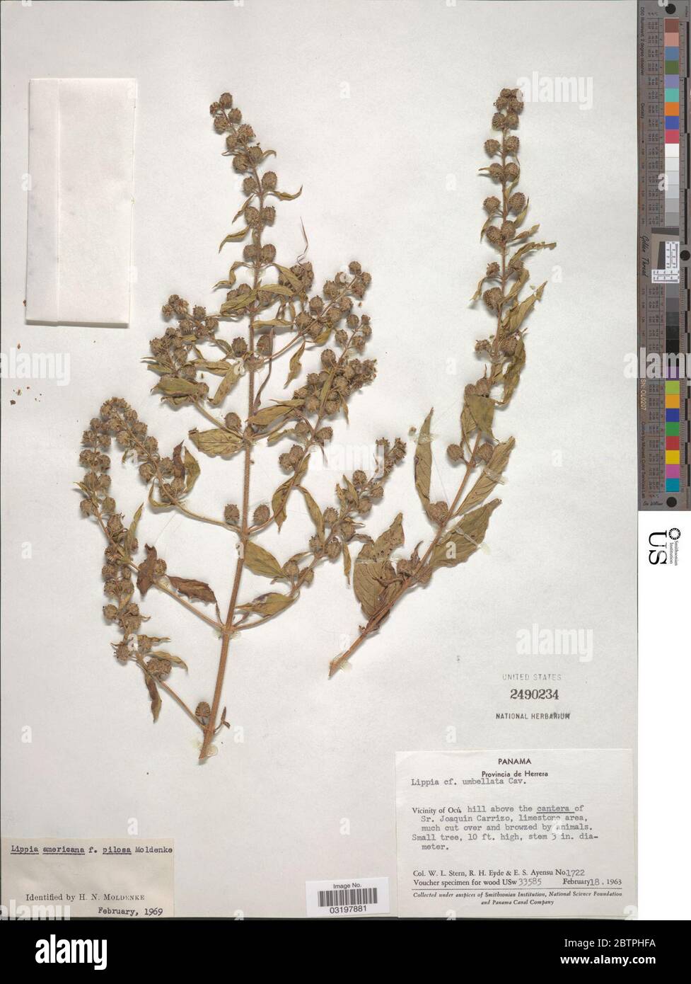 Lippia americana hi-res stock photography and images - Alamy