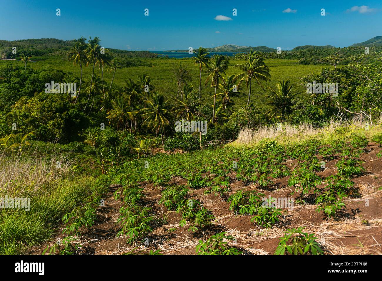 seedlings of exotic plants in a agricultural field. On an tropical ...