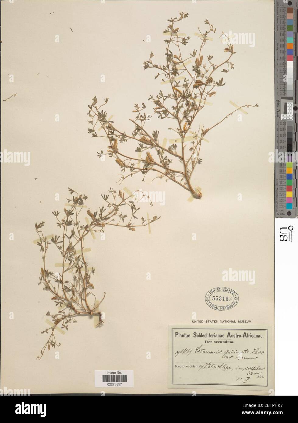 Lotononis quinata Benth Stock Photo - Alamy