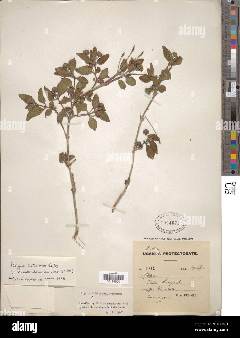 Lippia kituiensis Vatke Stock Photo - Alamy