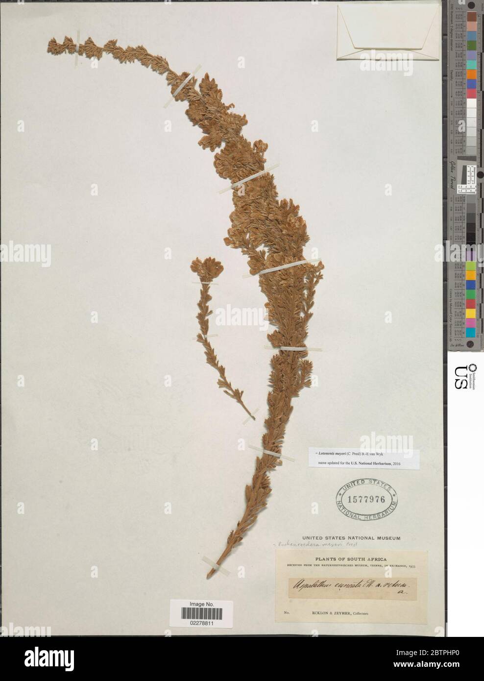 Lotononis meyeri C Presl BEvan Wyk Stock Photo - Alamy