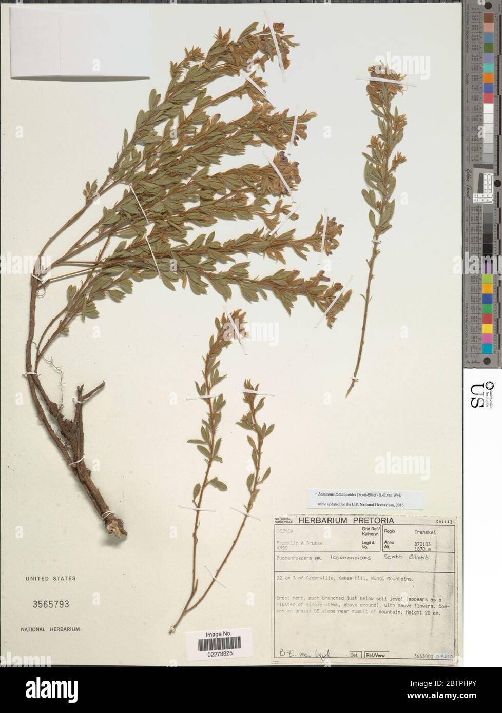 Lotononis lotononoides ScottElliot BEvan Wyk Stock Photo - Alamy