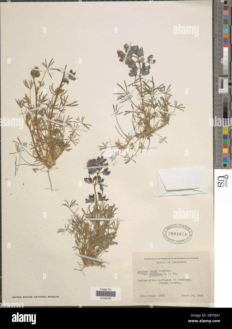 Lupinus nanus hi-res stock photography and images - Alamy