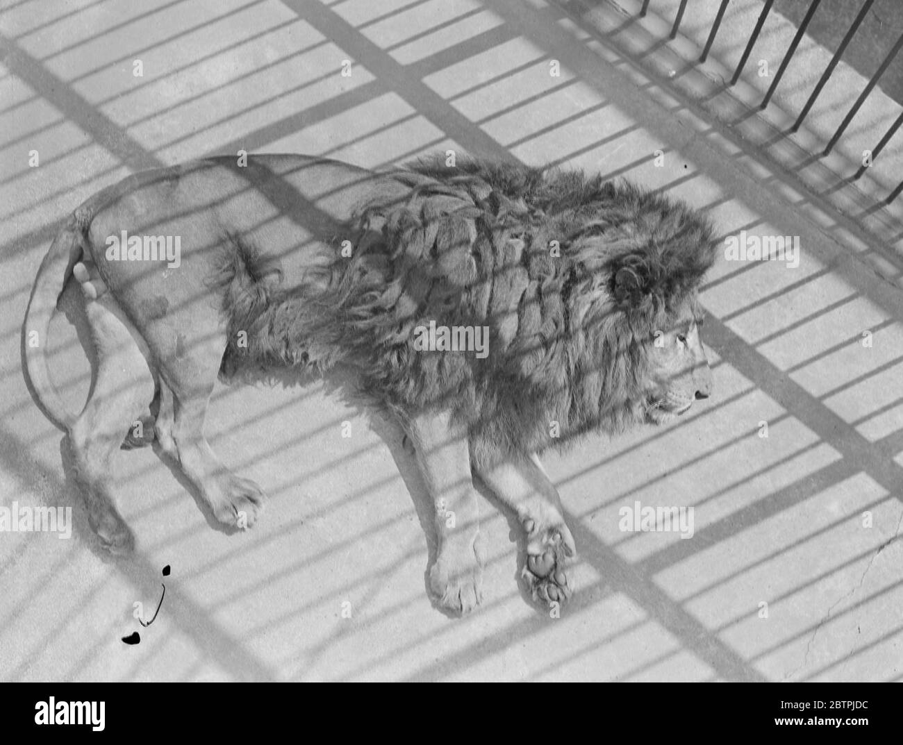Lazin in the sun . SImba the London Zoo lion basking contently in the ...