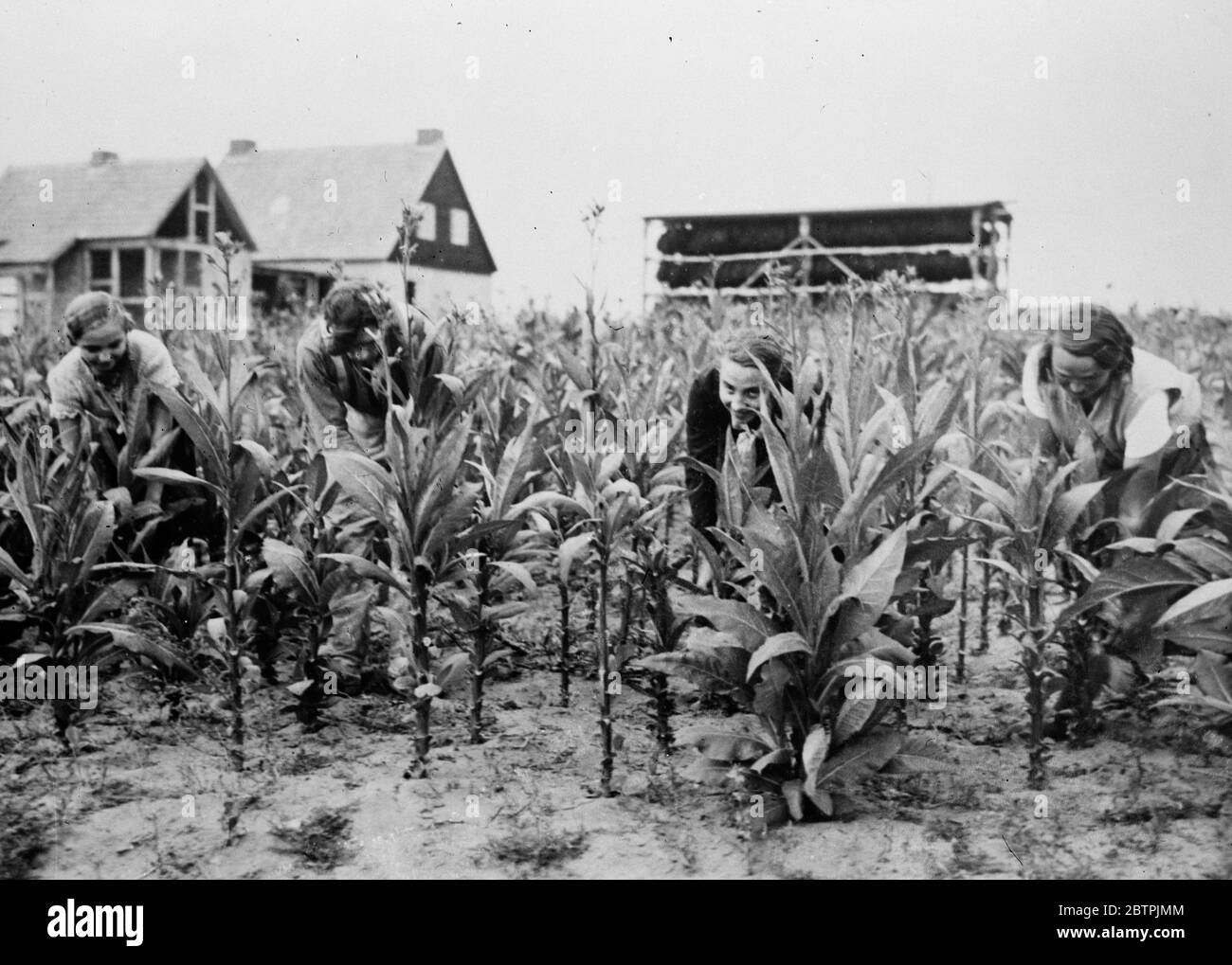Tobacco growing in Germany September 1934 Stock Photo - Alamy