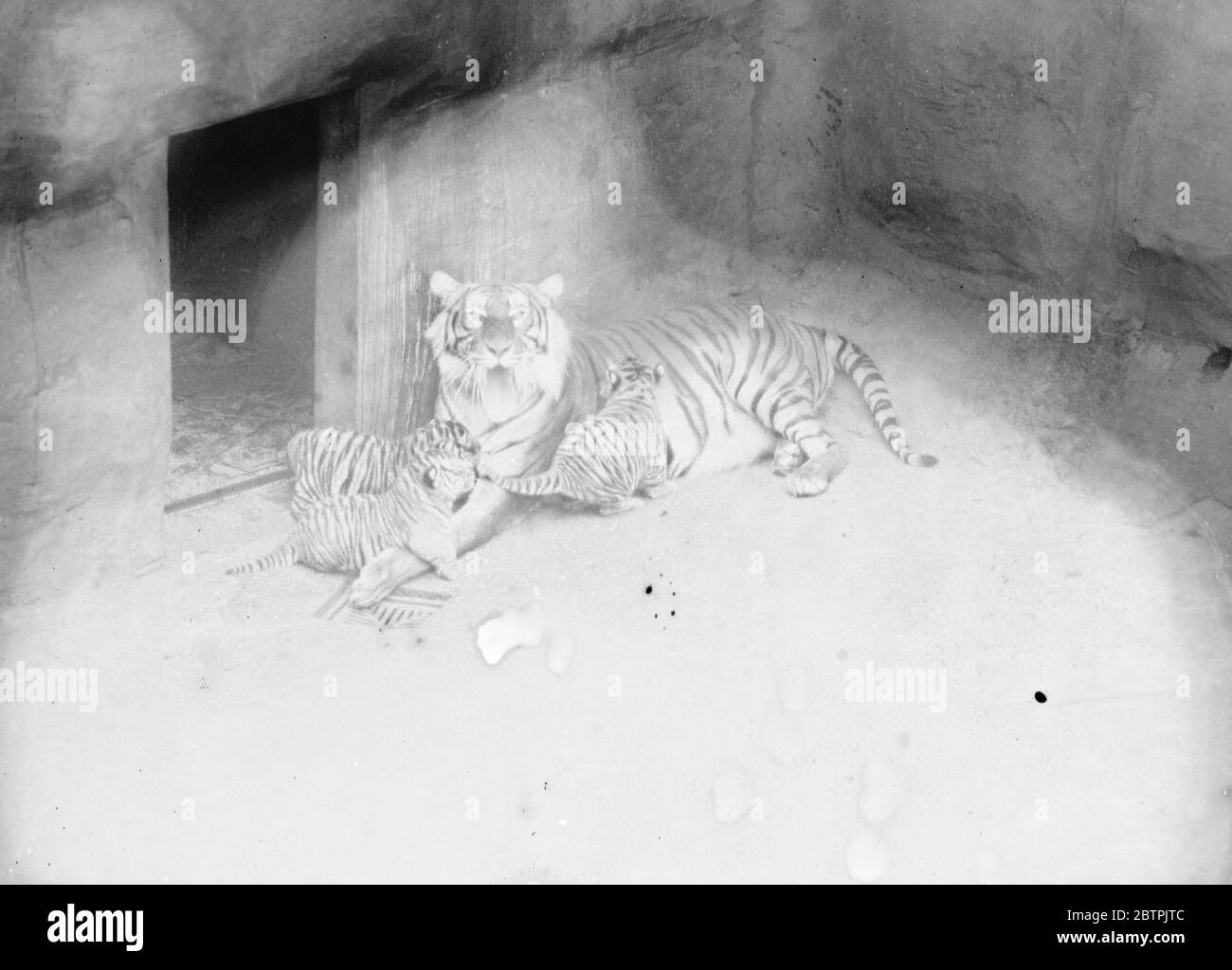 Whipsnade tigress . Ranee laughing at the camera as she shows off her ...