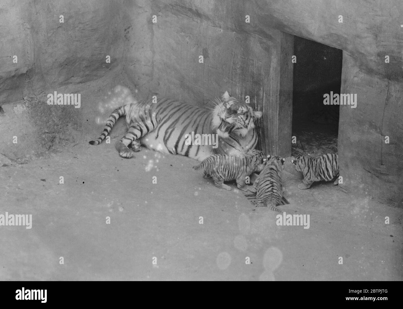 Tigress cubs Black and White Stock Photos & Images - Alamy