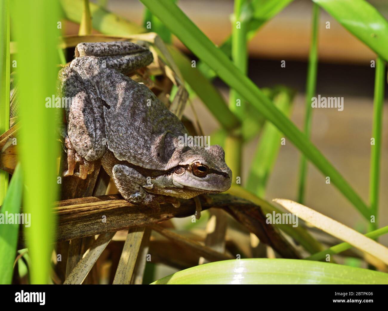 Tree frog on leaves hi-res stock photography and images - Alamy