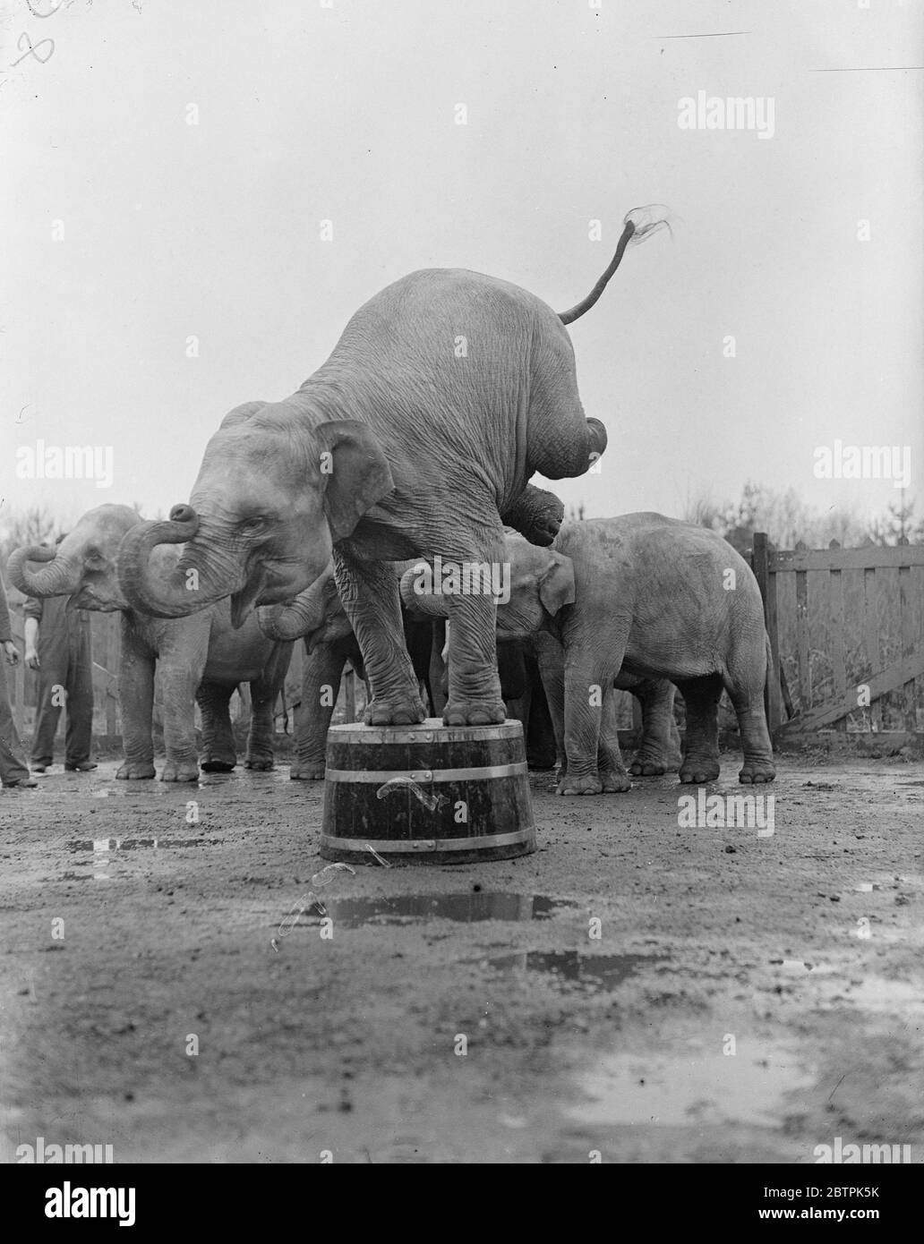A lot to support . Circus rehearses for summer tour at Ascot In winter ...