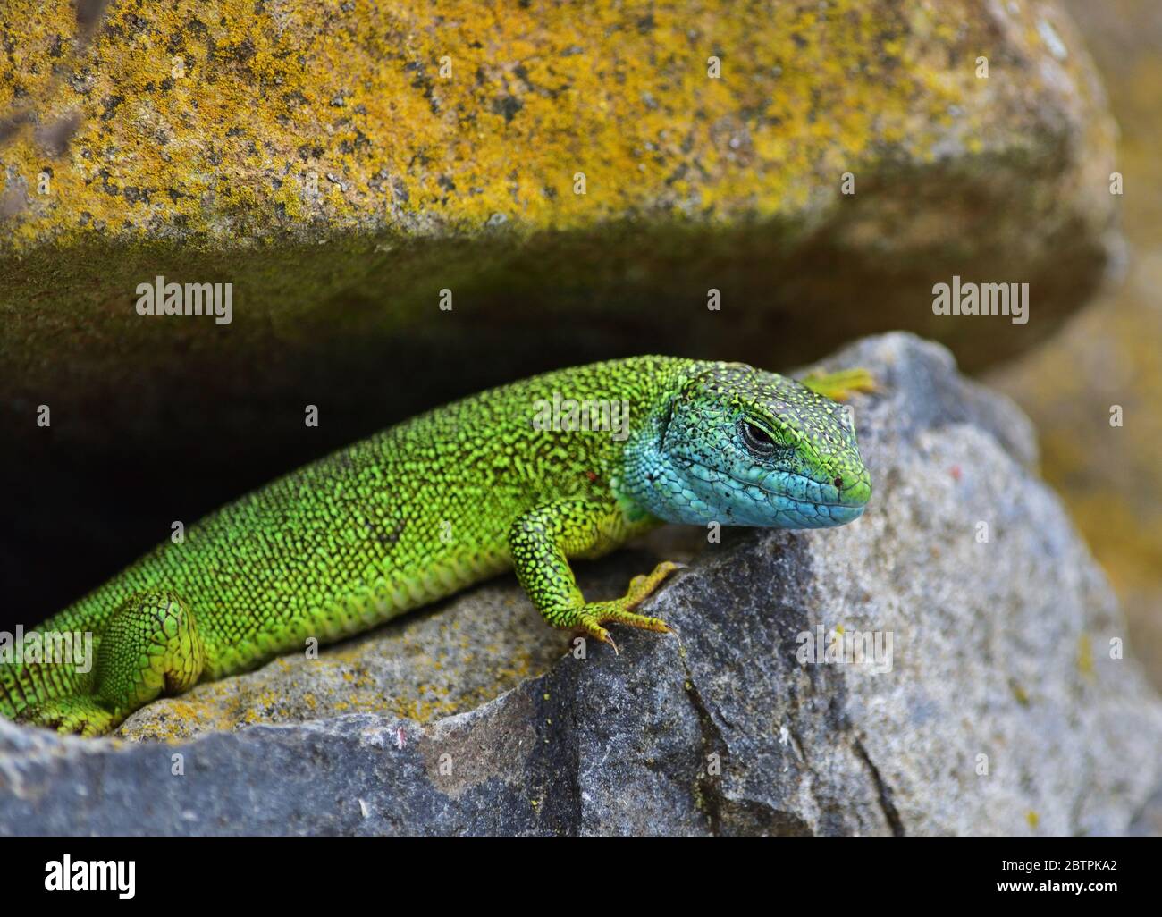 European green lizard - Lacerta viridis male in the mating season at ...