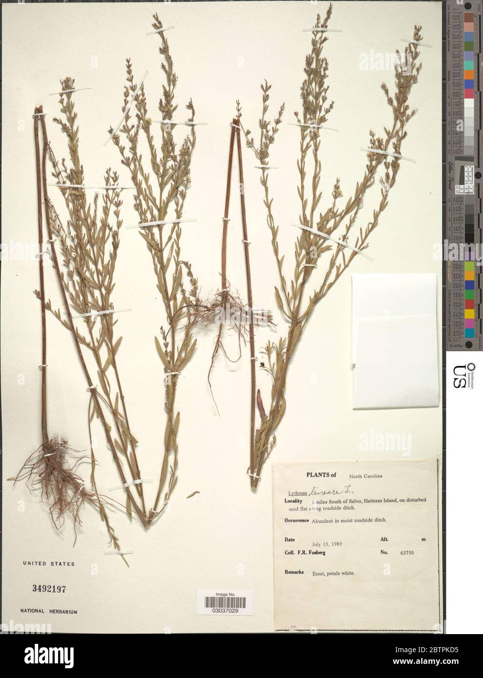 Lythrum lineare hi-res stock photography and images - Alamy